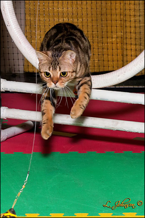 CFA Great Lakes Region Top Cats: Agility
